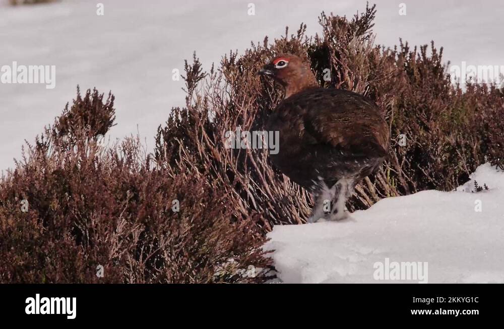 Red grouse moorland Stock Videos & Footage - HD and 4K Video Clips - Alamy