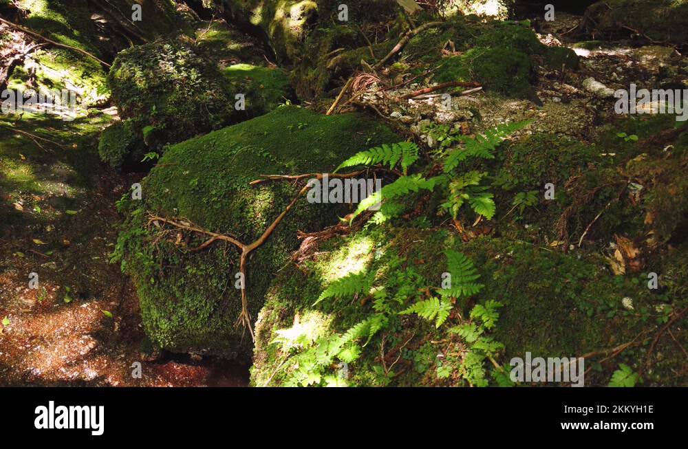 Mononoke forest Stock Videos & Footage - HD and 4K Video Clips - Alamy