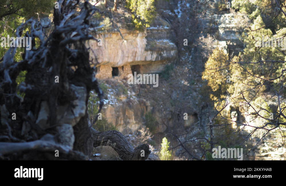 Dead walnut tree Stock Videos & Footage - HD and 4K Video Clips - Alamy