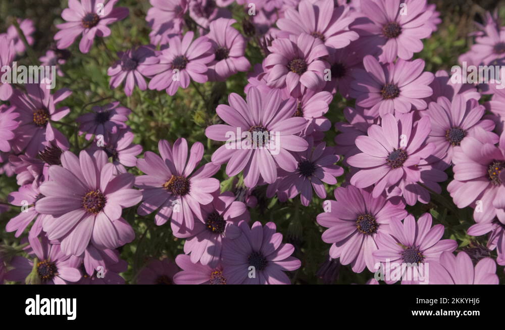 Dimorphotheca ecklonis osteospermum flowers Stock Videos & Footage - HD ...