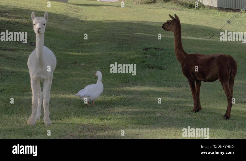 Domestic duck brown Stock Videos & Footage - HD and 4K Video Clips - Alamy