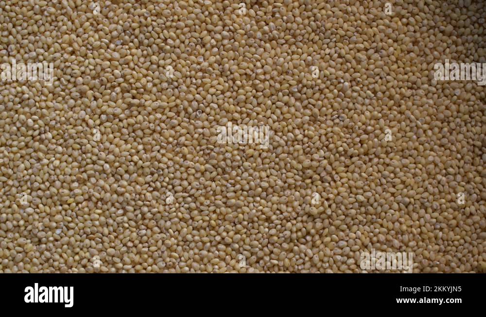 Proso millet Stock Videos & Footage - HD and 4K Video Clips - Alamy