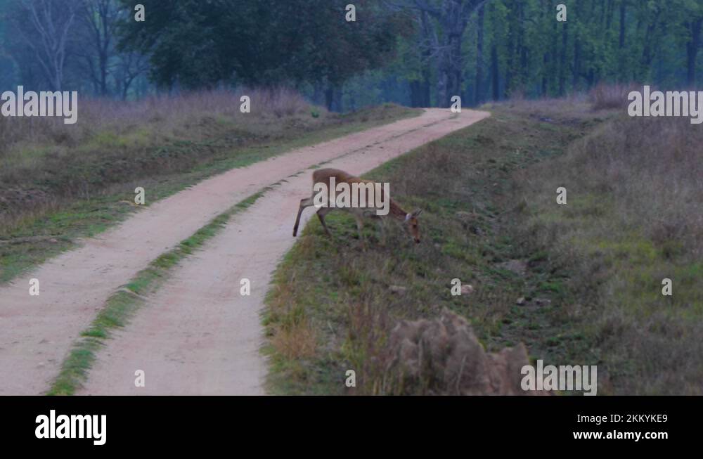 Barasingha kanha national park Stock Videos & Footage - HD and 4K Video ...