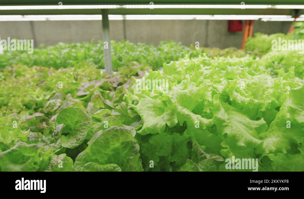 Lettuce seedling in farm Stock Videos & Footage - HD and 4K Video Clips ...