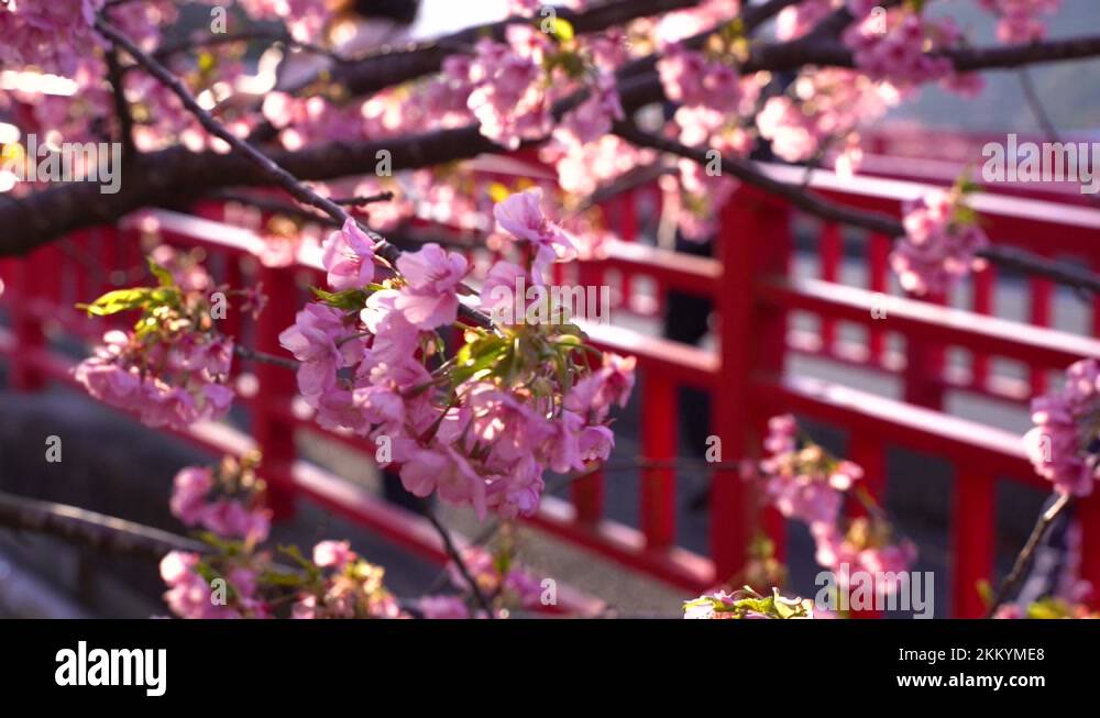 Typical red bridge in Japan with many Sakura Cherry Blossoms in ...
