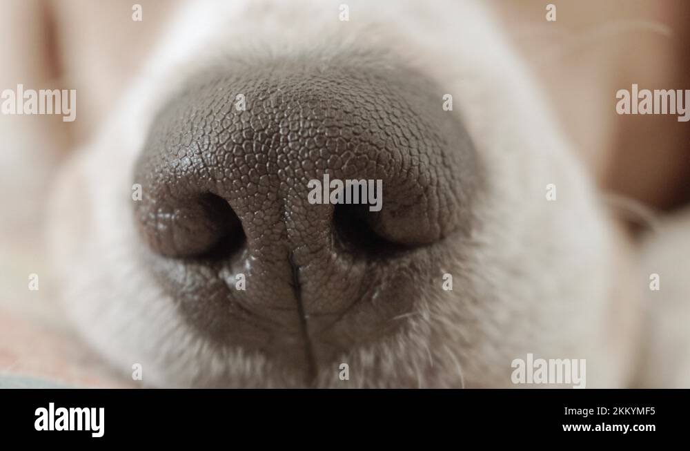 Nose shot Stock Videos & Footage - HD and 4K Video Clips - Alamy