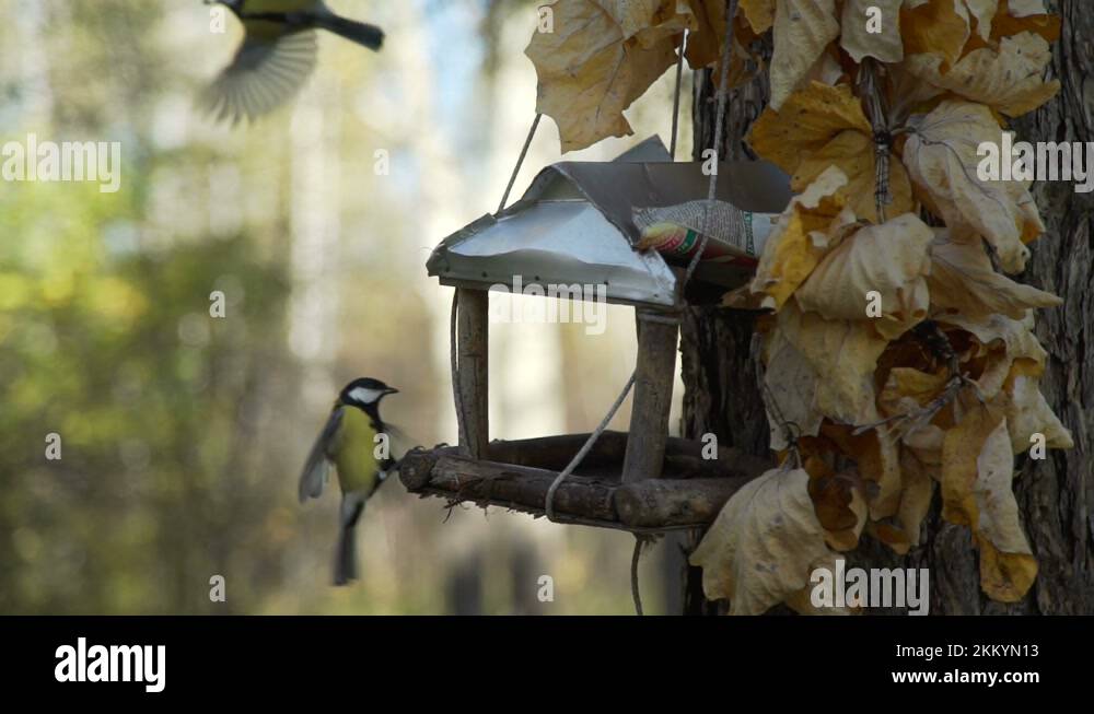 Birds eat Stock Videos & Footage - HD and 4K Video Clips - Alamy