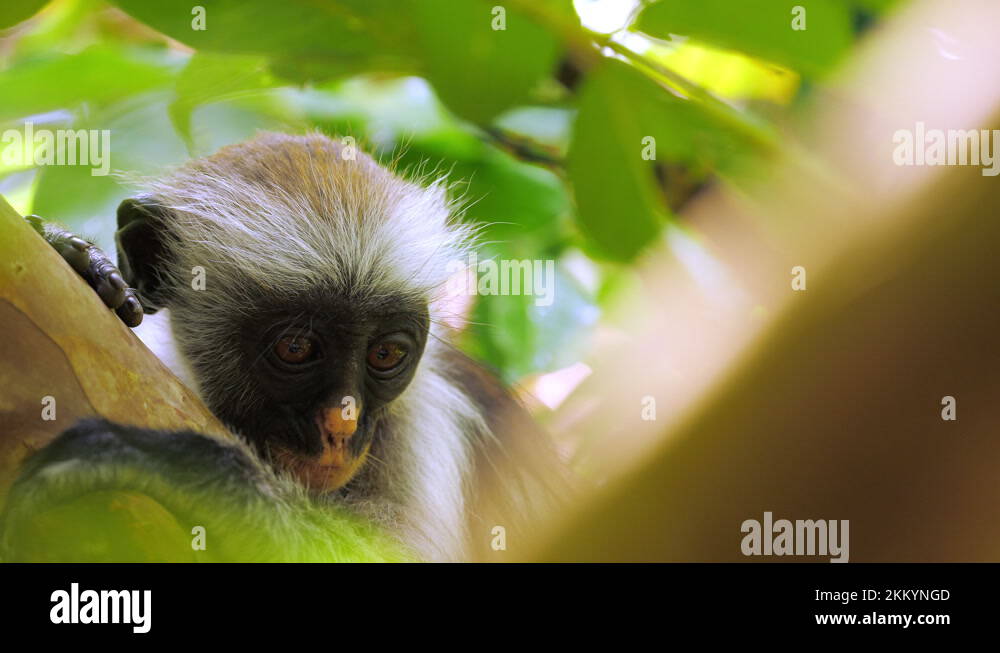 Monkey encounter Stock Videos & Footage - HD and 4K Video Clips - Alamy
