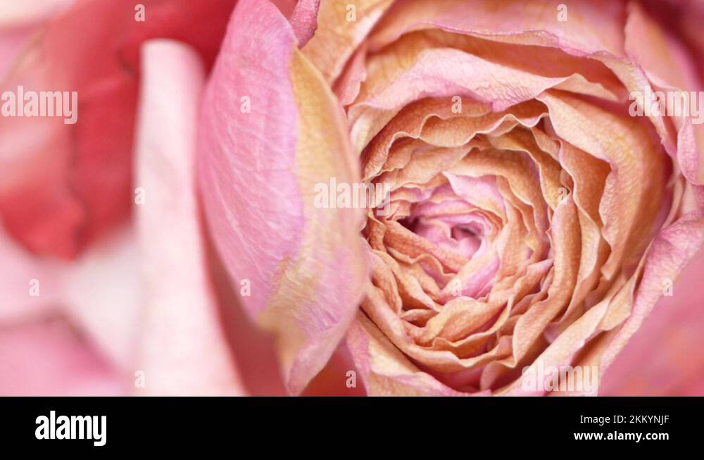 Macro rose flower dying Stock Videos & Footage - HD and 4K Video Clips ...