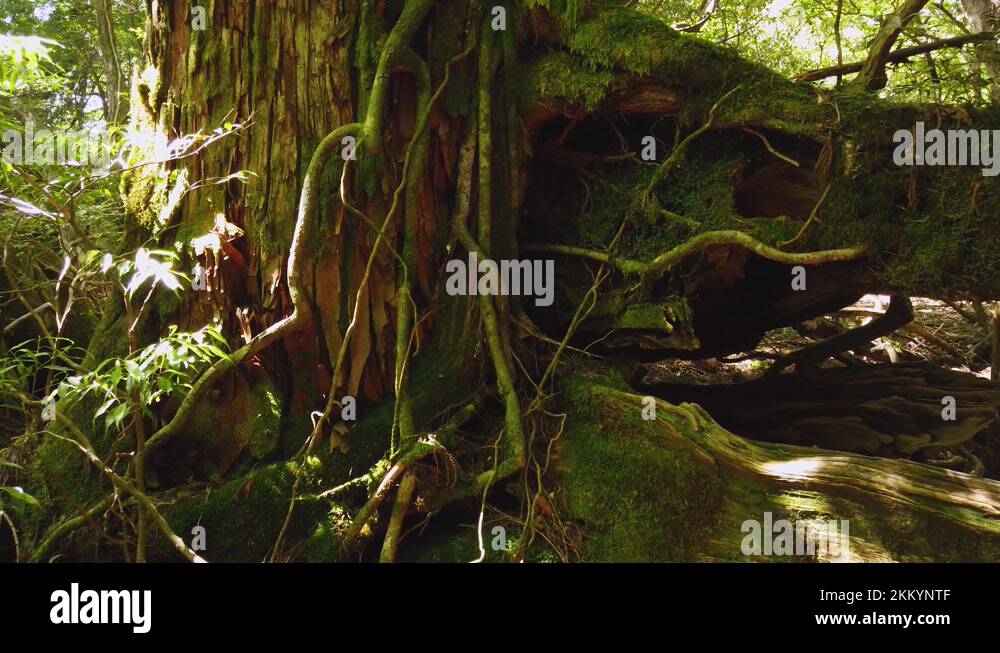 Face in tree of Japanese Cedar at Jomon Sugi Trail, Yakushima Japan ...