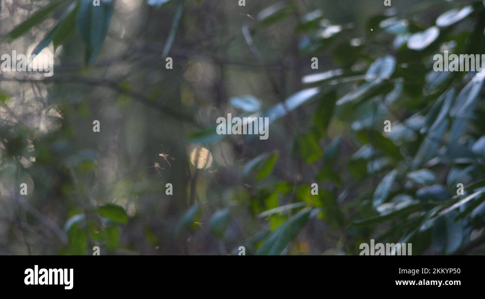 Midge flying insects dancing swarm forest canopy evening glow slow ...
