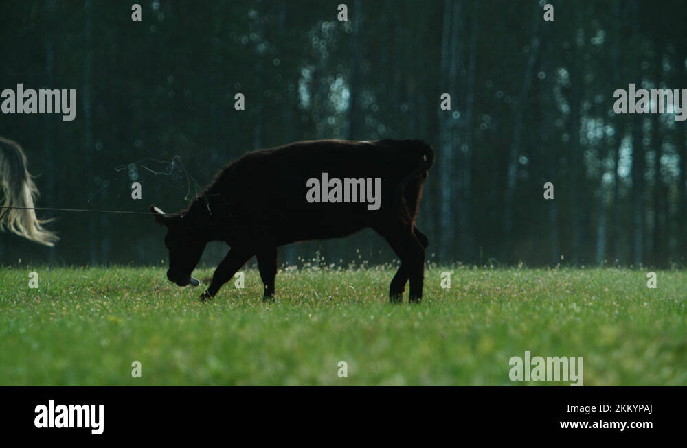 Cowboy lasso Stock Videos & Footage - HD and 4K Video Clips - Alamy