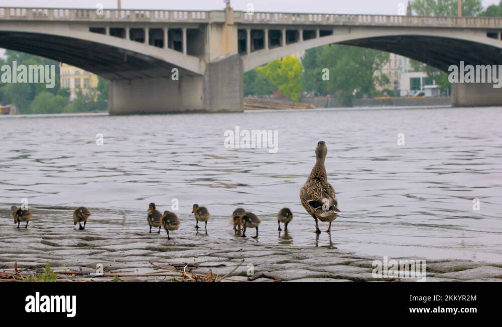 Brood of ducklings Stock Videos & Footage - HD and 4K Video Clips - Alamy
