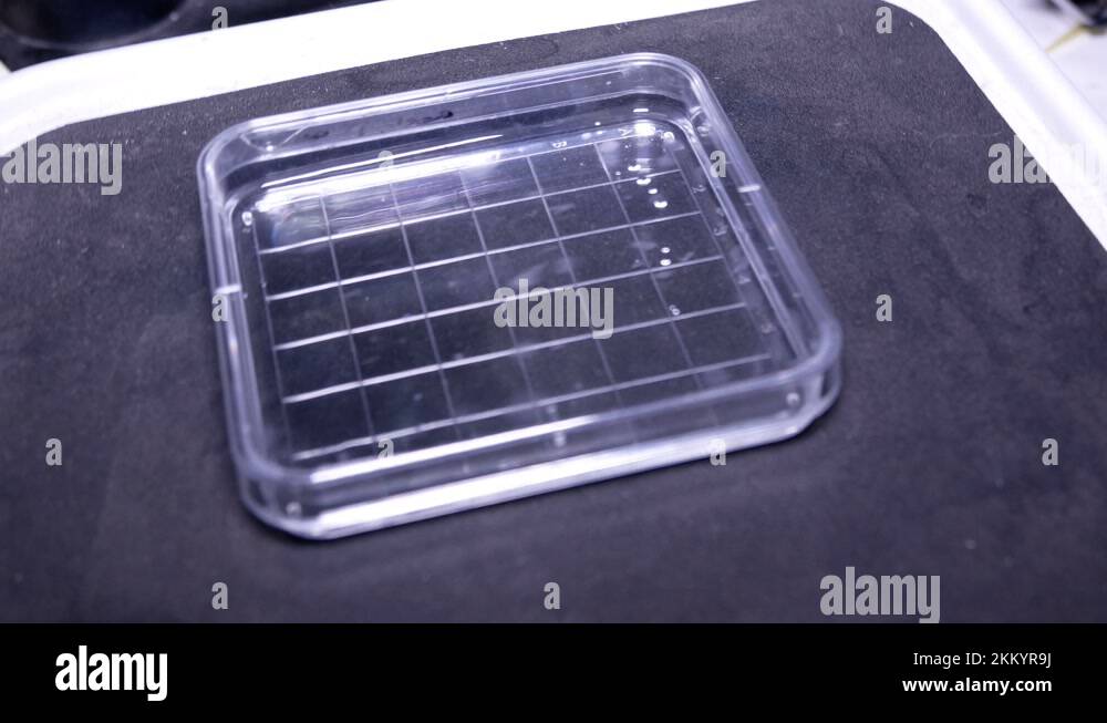 Cuvette Stock Videos & Footage - HD and 4K Video Clips - Alamy