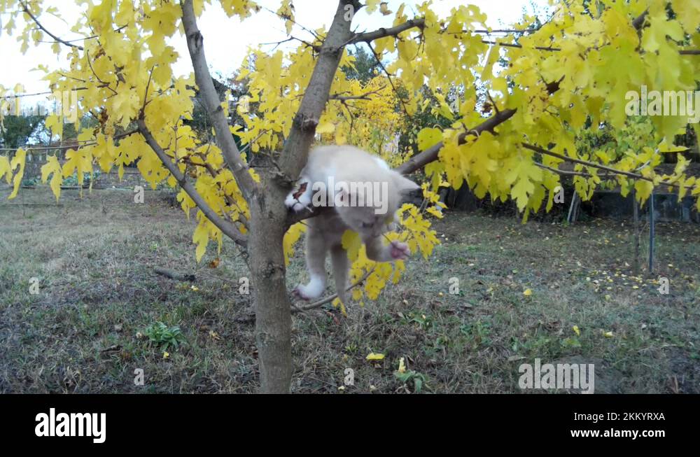 Kitten in tree Stock Videos & Footage - HD and 4K Video Clips - Alamy