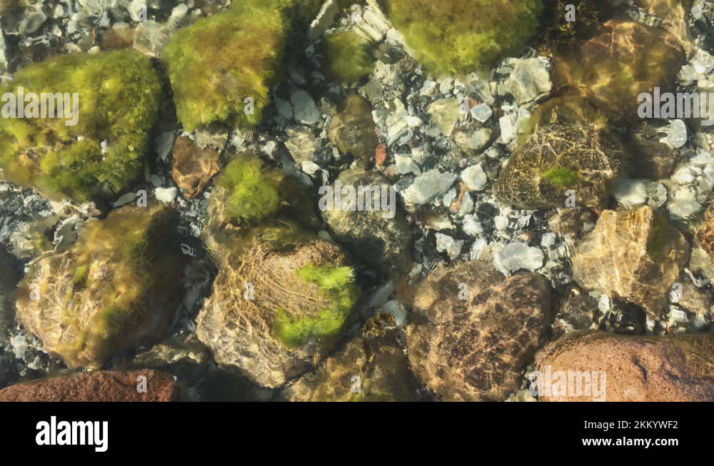 Algae on the stone Stock Videos & Footage - HD and 4K Video Clips - Alamy