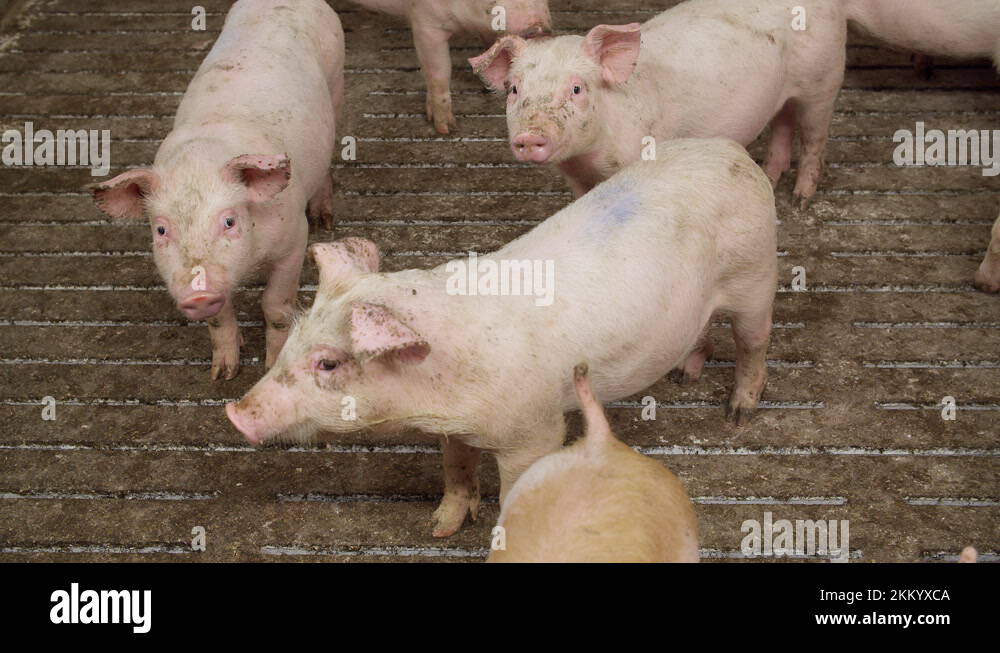 Farm for farming Stock Videos & Footage - HD and 4K Video Clips - Alamy