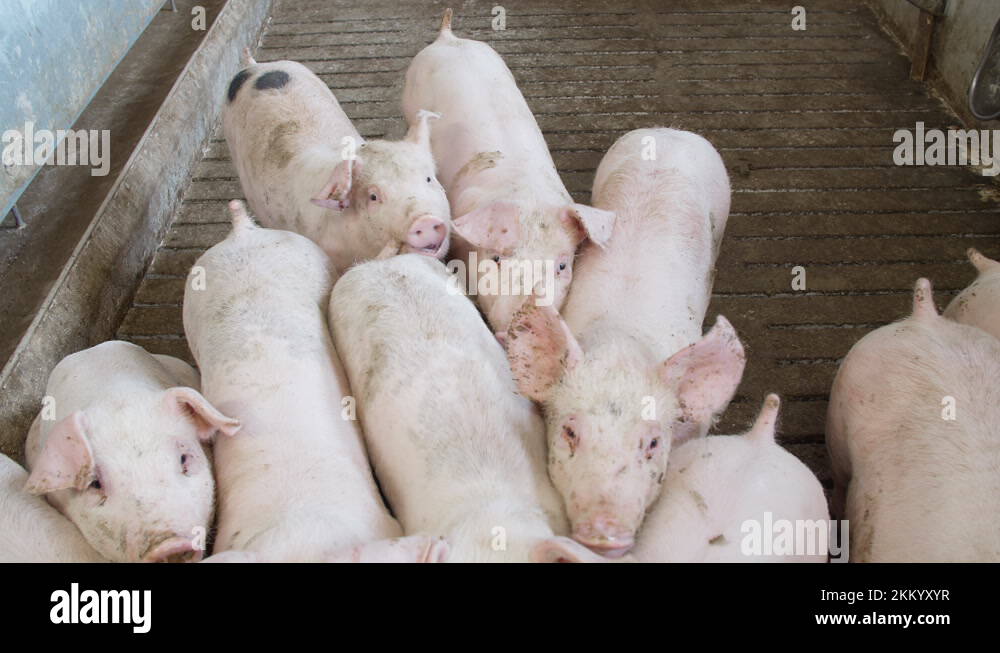 Pig Farm With Many Pigs Stock Video Footage - Alamy