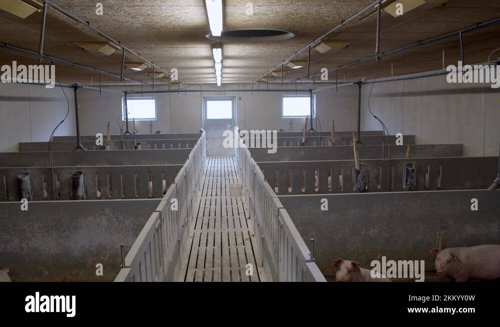 Pig farm denmark Stock Videos & Footage - HD and 4K Video Clips - Alamy