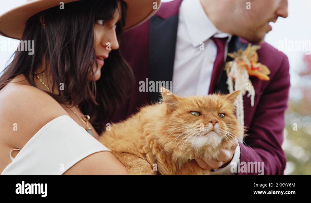 Orange long hair cat gets chin scratched by bride and groom at wedding ...