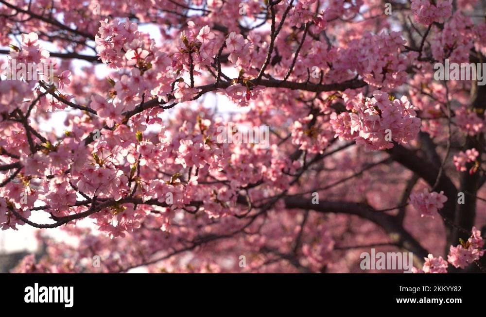 Densely filled frame with bright pink sakura cherry blossoms trees at ...