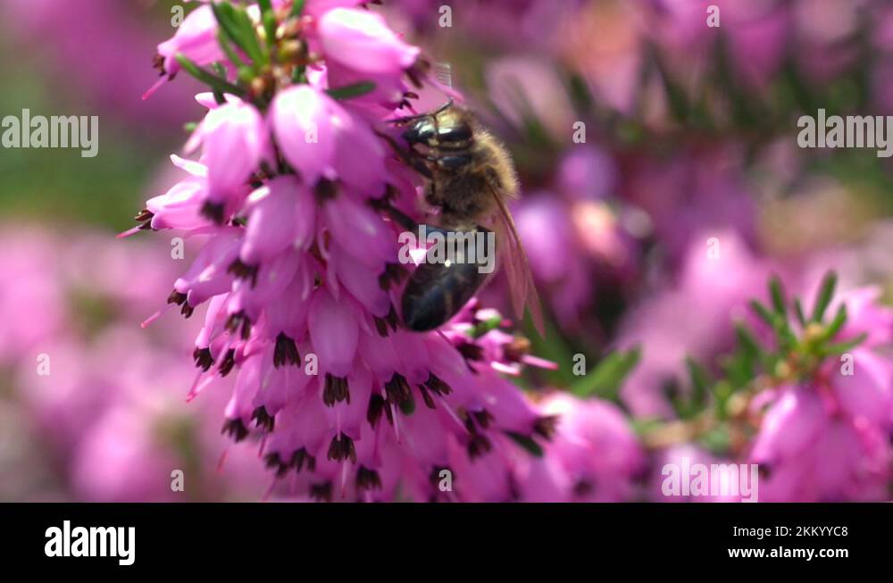 Aggressive bee Stock Videos & Footage - HD and 4K Video Clips - Alamy