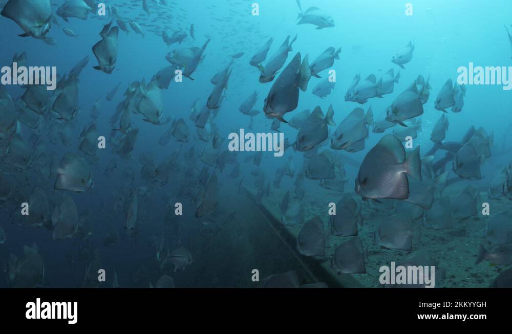 A large school of fish species cover the wreck of the ex-navy ship HMAS ...