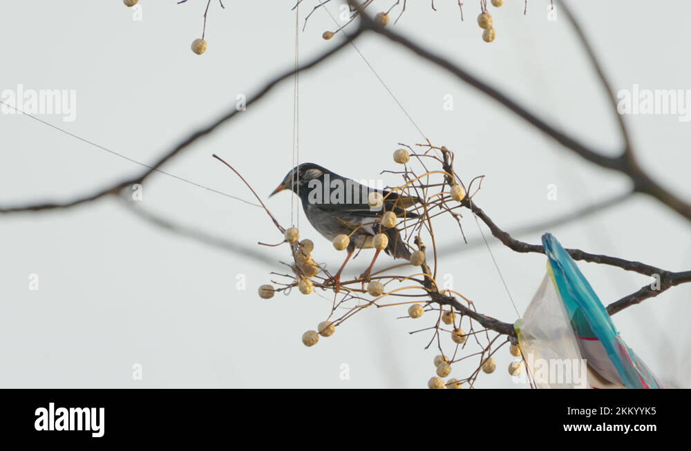 Fallen kite Stock Videos & Footage - HD and 4K Video Clips - Alamy