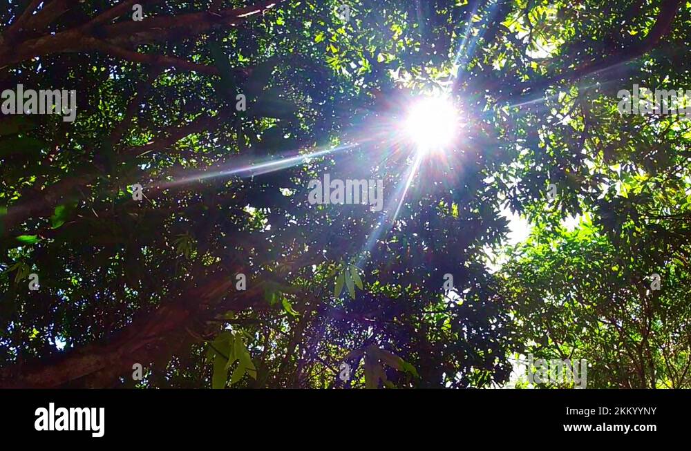 Light breaking through forest trees Stock Videos & Footage - HD and 4K ...
