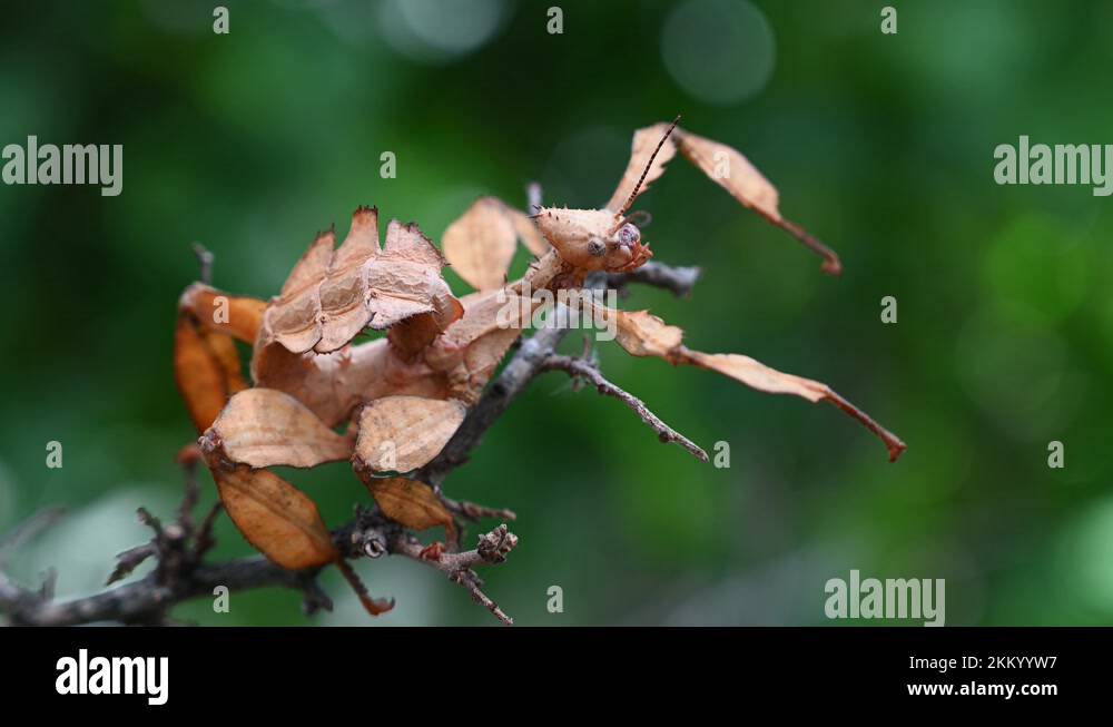 Australianstickinsects Stock Videos And Footage Hd And 4k Video Clips
