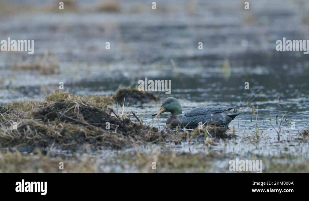 Artificial puddle Stock Videos & Footage - HD and 4K Video Clips - Alamy