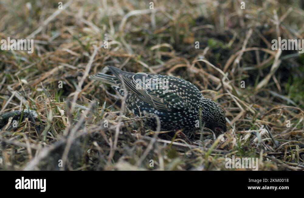 Spotted starling in flight Stock Videos & Footage - HD and 4K Video ...