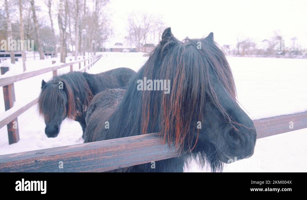 Horses snow mane Stock Videos & Footage - HD and 4K Video Clips - Alamy