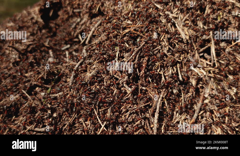 Pile house Stock Videos & Footage - HD and 4K Video Clips - Alamy