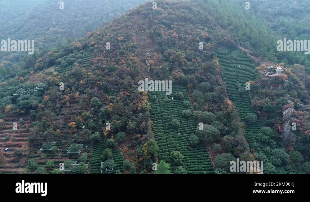 Green china tea Stock Videos & Footage - HD and 4K Video Clips - Alamy