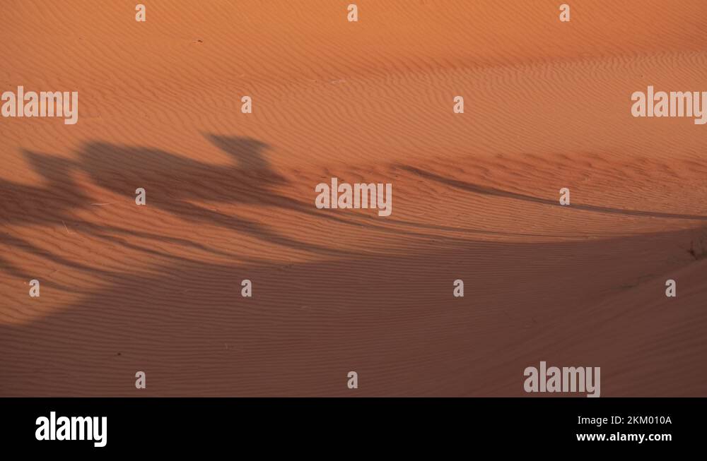 Camel colour Stock Videos & Footage - HD and 4K Video Clips - Alamy