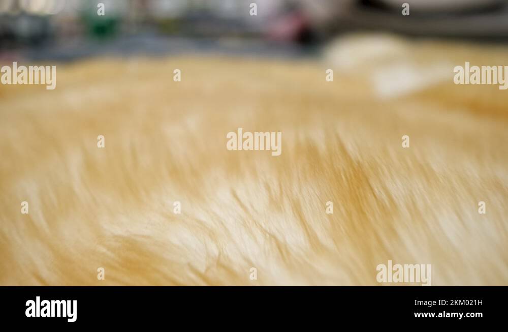 White fake fur jacket Stock Videos & Footage - HD and 4K Video Clips ...