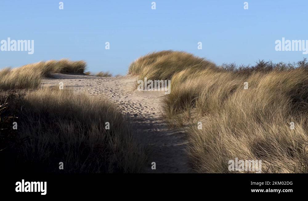 Dune grass and sandy path Stock Videos & Footage - HD and 4K Video ...