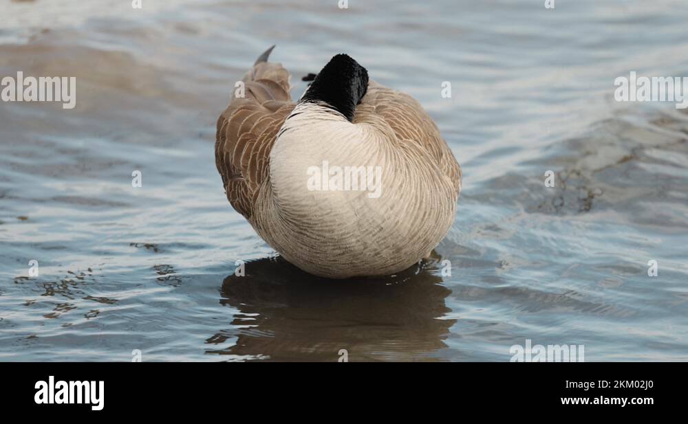 Beautiful Canada goose cleans itself with its head turned backwards in ...