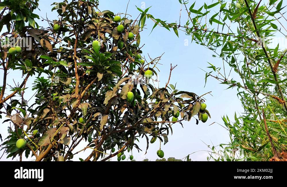 Mangoes growing mango tree Stock Videos & Footage - HD and 4K Video ...