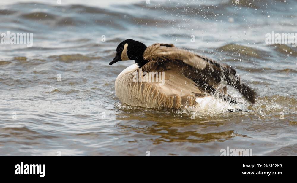 White goose splashing in water Stock Videos & Footage - HD and 4K Video ...
