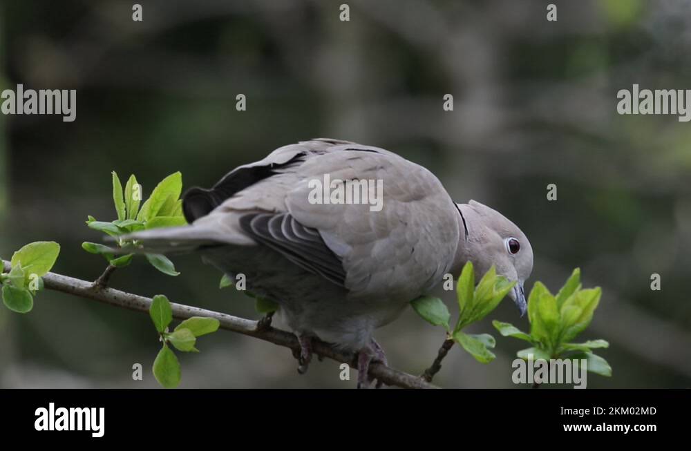 Collared Dove, Streptopelia decaocto. Single adult bird in fruit tree ...