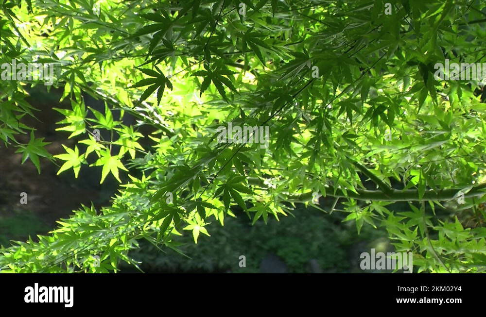 Cluster of branches and leaves of a Japanese maple tree (Acer palmatum ...