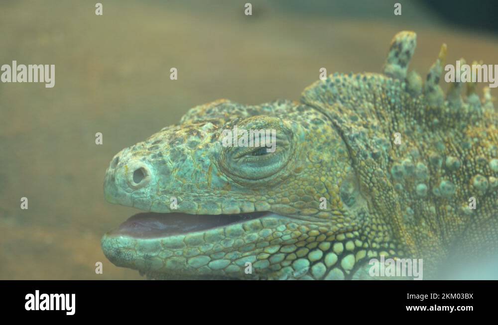 Amphibian eyes Stock Videos & Footage - HD and 4K Video Clips - Alamy