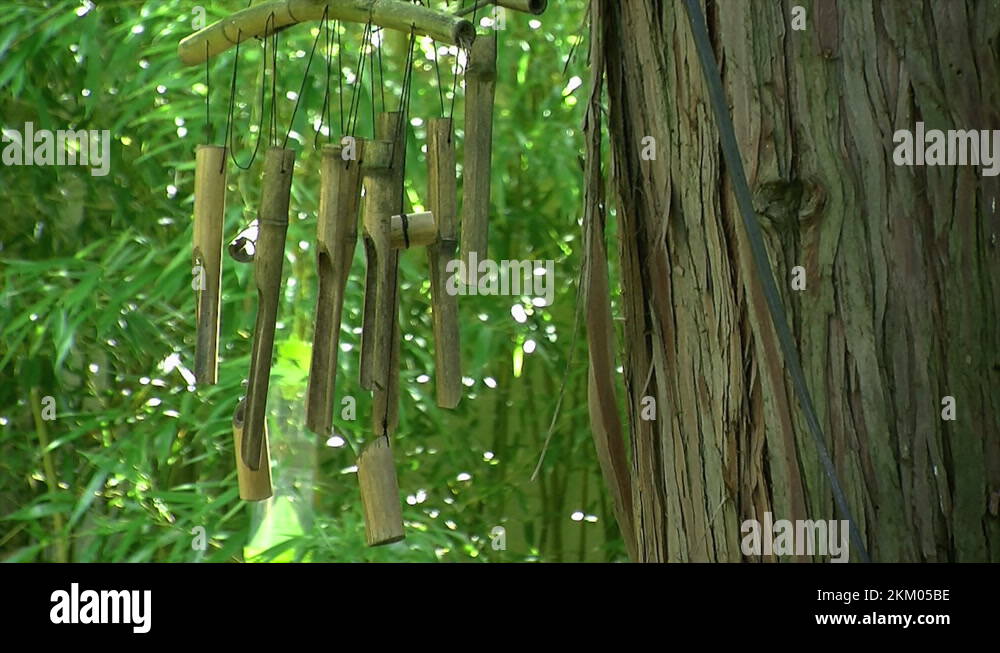 Plants hang from tree Stock Videos & Footage - HD and 4K Video Clips ...