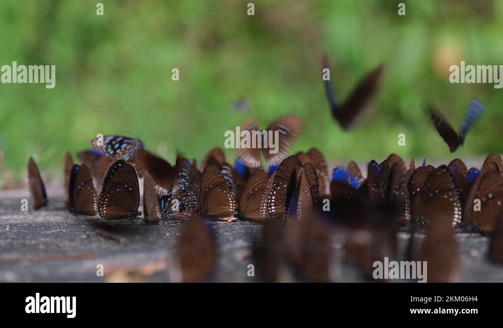 King of insects Stock Videos & Footage - HD and 4K Video Clips - Alamy