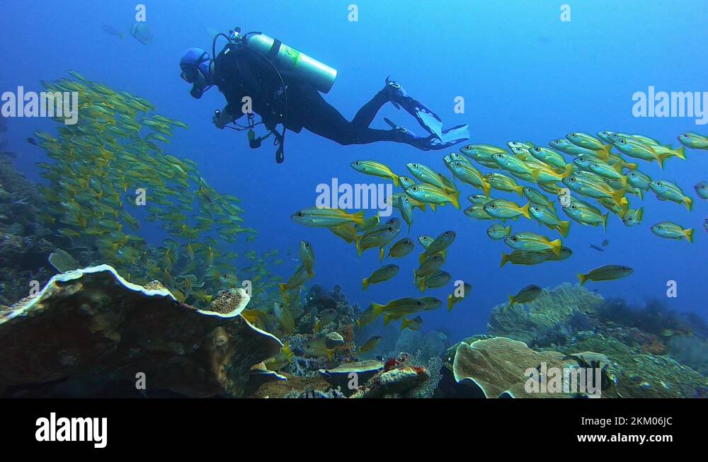 Scuba diver swimming yellow tropical Stock Videos & Footage - HD and 4K ...