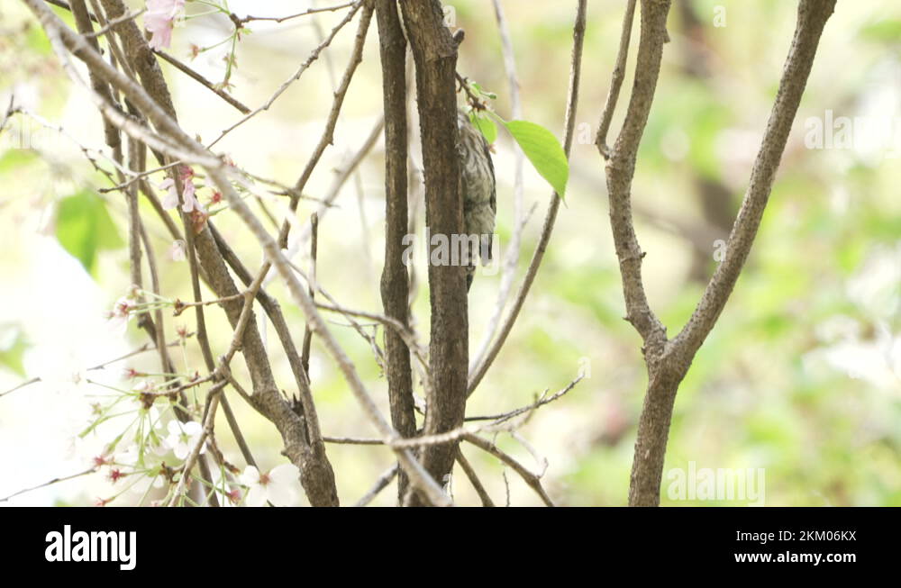 Japanese Pygmy Woodpecker Climbing On A Cherry Blossom Tree With ...