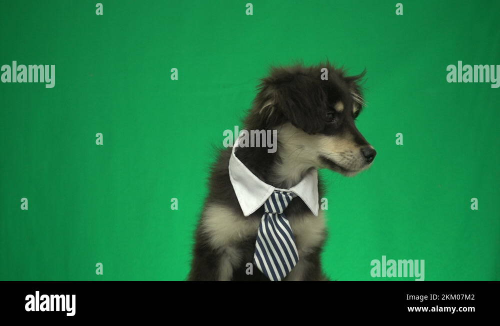 dog in necktie eat from human hand on green screen Stock Video Footage ...