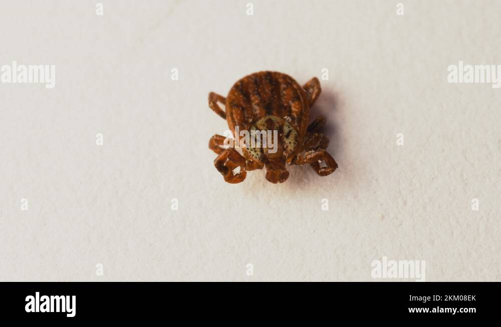 Dorsal pattern Stock Videos & Footage - HD and 4K Video Clips - Alamy